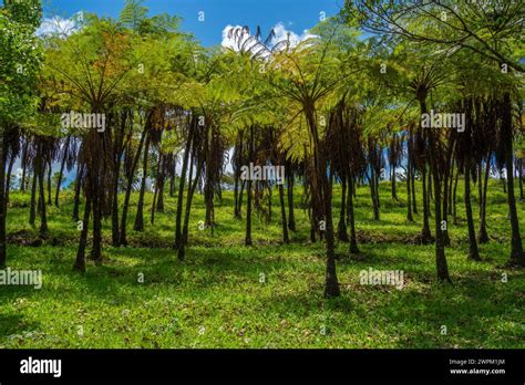 View Of Trees Near The Bois Cheri Tea Estate Savanne District