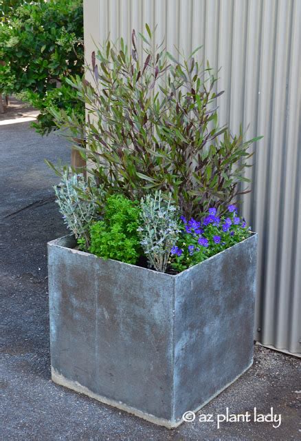 Container Plants Its All About The Leaves