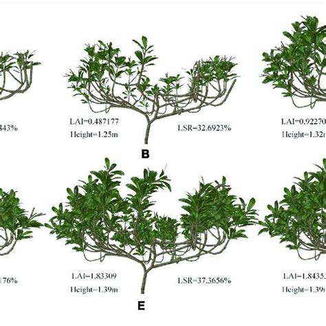Different Types Of Loquat Trees
