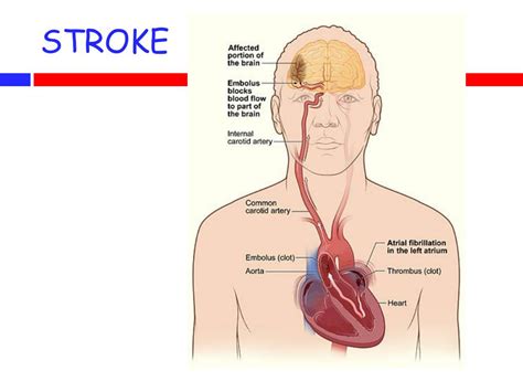 Ppt The Circulatory System Powerpoint Presentation Free Download
