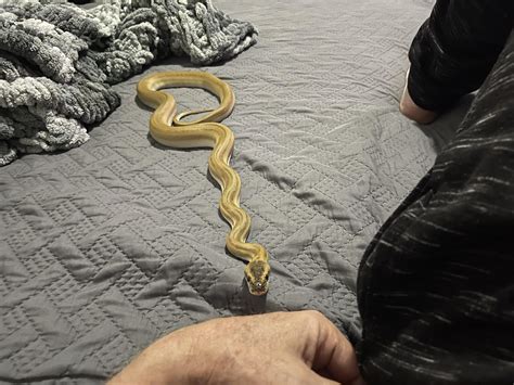 My Male Patternless African Rock Python Rsneks