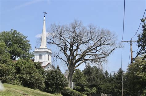 New Elm Tree At First Church Of Round Hill Will Honor John Conte