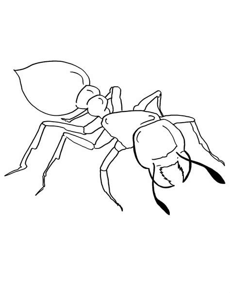 Desenhos De Formiga Para Colorir Pintar E Imprimir Coloririnfo