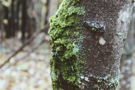 Lichens On Trees Causes And Treatment