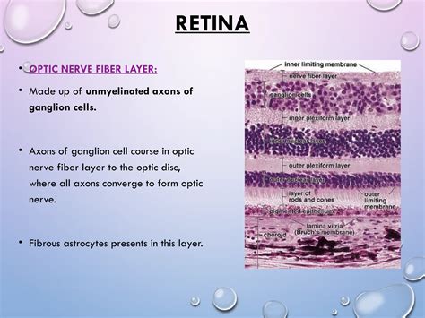 Histology Of Eyeball Sclera Cornea And Retina Ppt