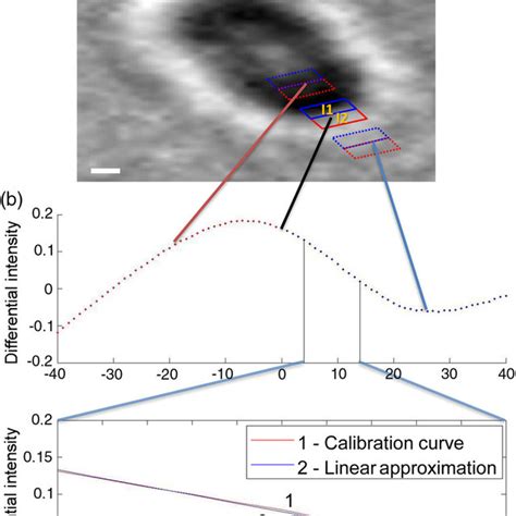 Nanometer Scale Optical Tracking Of Bacterial Cell Deformation A