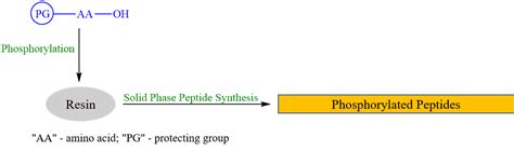 Phosphorylation Of Peptides Boc Sciences