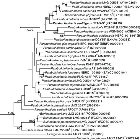 Transmission Electron Micrograph Tem Showing A Single Polar Flagellum