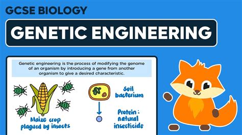 Introduction To Genetic Engineering Gcse Biology Youtube