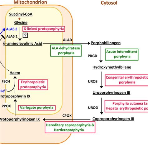 The Pathway Of Haem Biosynthesis Starting From Hydroxymethylbilane The Download Scientific