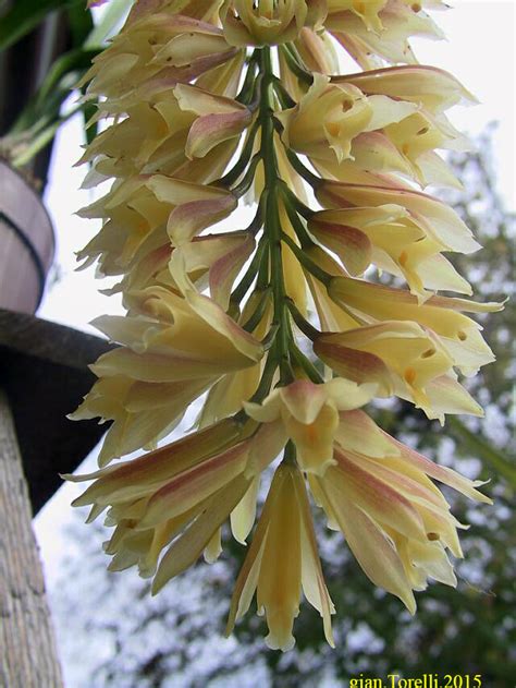 Cymbidium