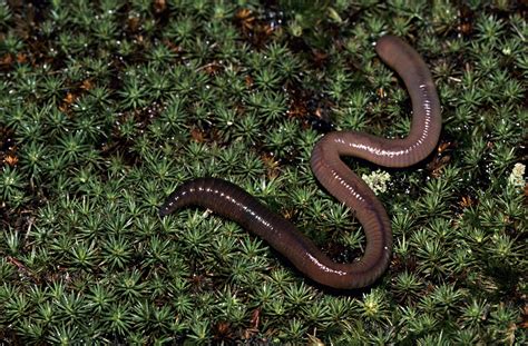 4 Types Of Reproduction