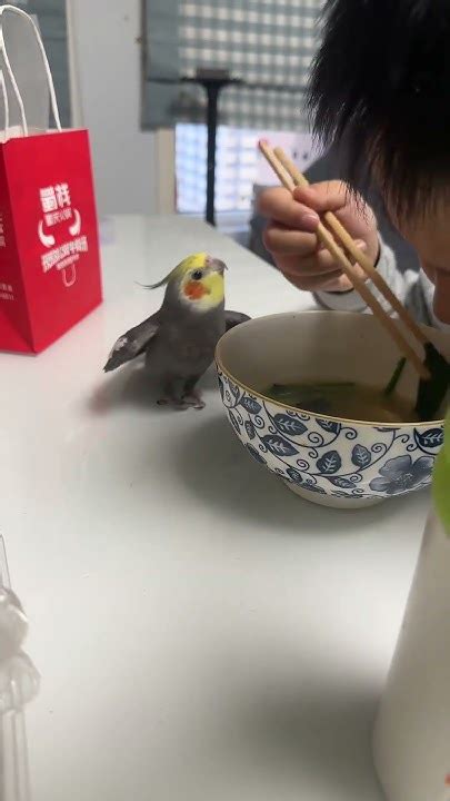 人类吃饭，把鸟馋坏了 Youtube