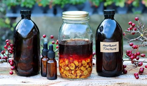 How To Make Hawthorn Tincture • Lovely Greens