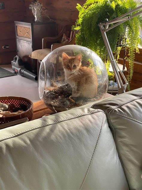 Oc Meet Cheeto The Bubble Boy Raww