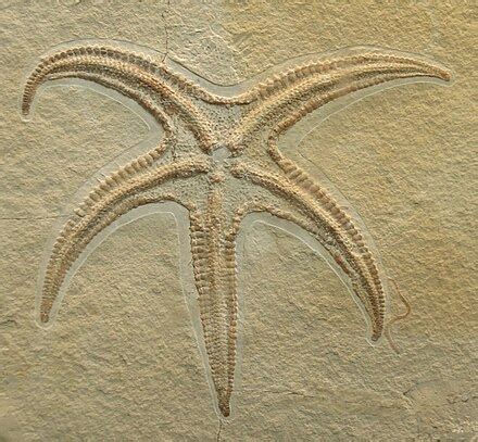 Starfish Wikipedia