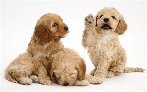 Comportamiento Y Características De La Raza De Perros Cockapoo