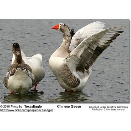 Chinese Goose