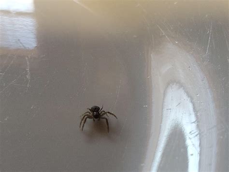 Spokane Washington Spiders