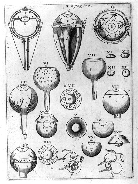Johannes Kepler A Plate From Astronomiae Pars Optica Illustrating