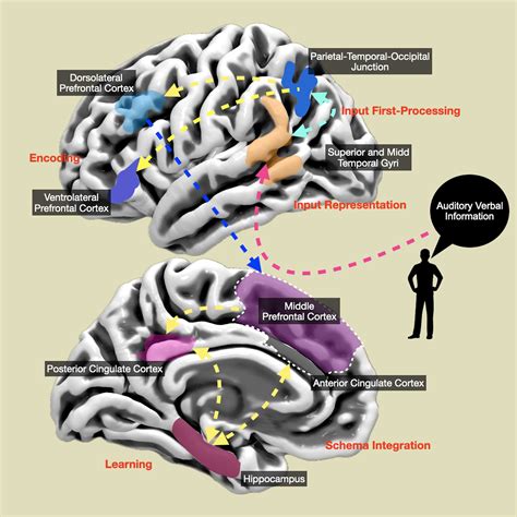 Parts Of The Brain That Are Needed To Remember Words Identified En