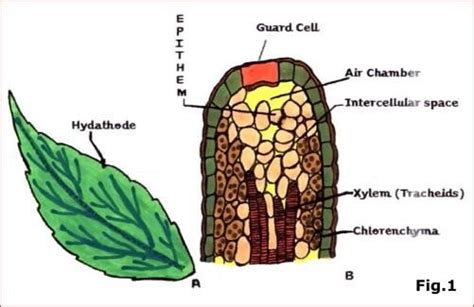 The Structure Of A Leaf Showing The Position Of The Hydathodes A