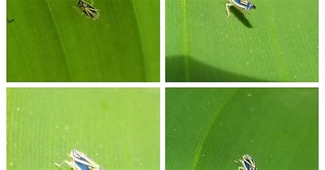 Evacanthus Interruptus Imgur