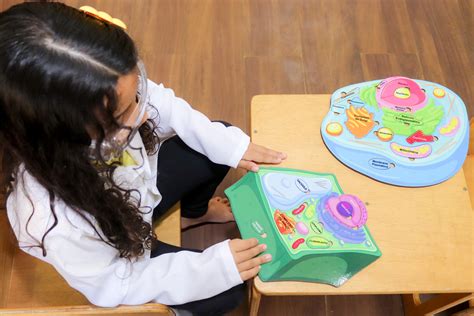 Celula Animal Rotulada Para Criancas