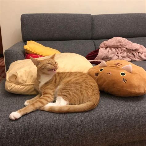 Mom Hes Touching Me Scrolller