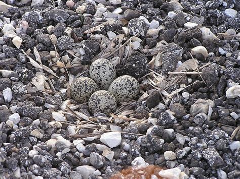 Killdeer Nest In The Driveway By Doug Winquist Redbubble