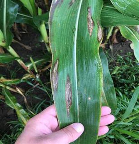 Early Season Corn Diseases Northern Corn Leaf Blight News Sports Jobs Observer Today