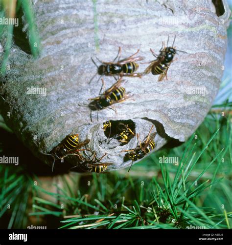 Wasps At Nest These Are The So Called Eurowasp Not Really More