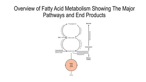 Lipid Biosynthesis Metabolism Of Lipids Ppt