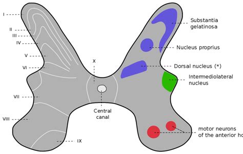 Know Your Spinal Cord The Spinothalamic Tract Lunatic Laboratories