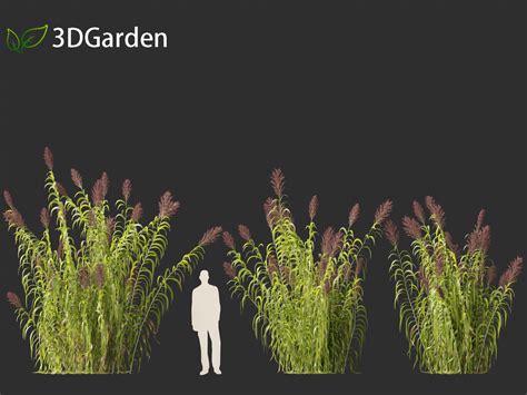 Arundo Donax Giant Reed 03 3d Model 3dgardenplants