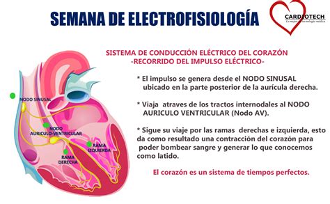 Que Es El Sistema Electrico Del Corazon