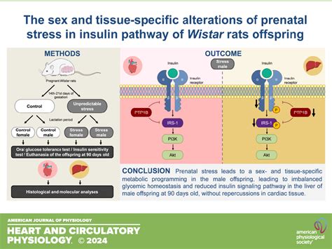 Prenatal Stress Induces Sex And Tissue Specific Alterations In Insulin