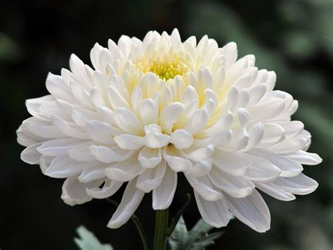 Chrizantema Gėlių Rojus