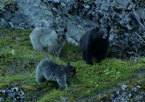 Alaskas Blue Glacier Bears Everything You Want To Know