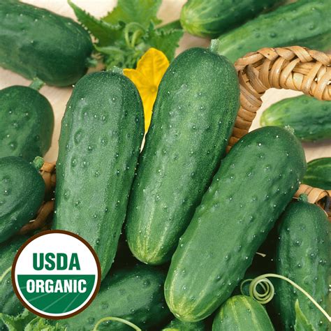Pickling Cucumbers Seeds At Sophie Clarkson Blog