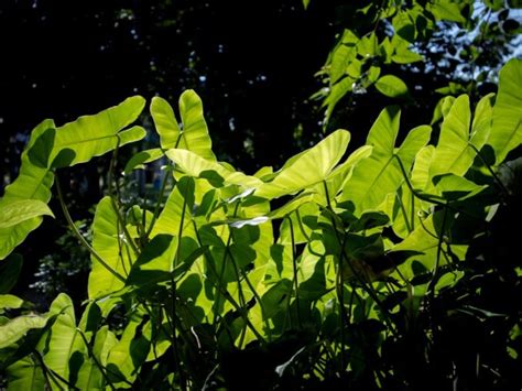 Rubisco Structure Function Evolution And Engineering Challenges Medtechnews