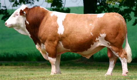 Vem Aí O Congresso Das Raças Simental E Simbrasil AgronegÓcio