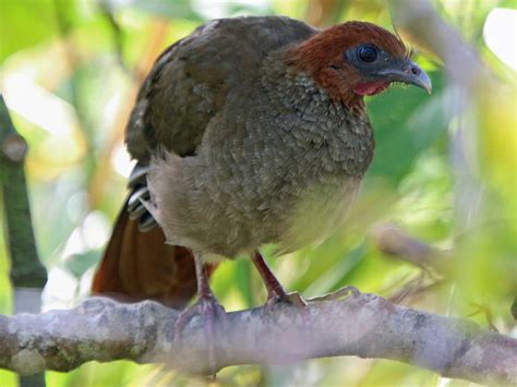 Variable Chachalaca Ebird
