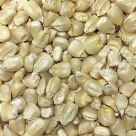 Whole Dried Corn Kernels White Maize Non Gmoid11840424 Product