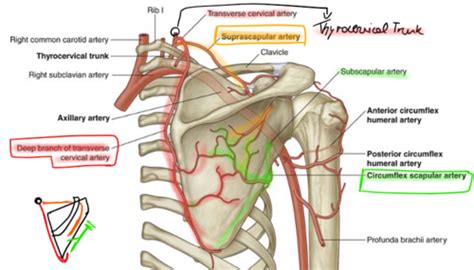 Vascularization Of The Upper Limb And Shoulder Flashcard Quizlet