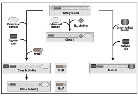 Schematic Representation Of The Modularity Hypothesis For Rnr Class