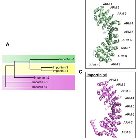 Amino Acid Sequence Of Several Known Nuclear Targeting Sequences A