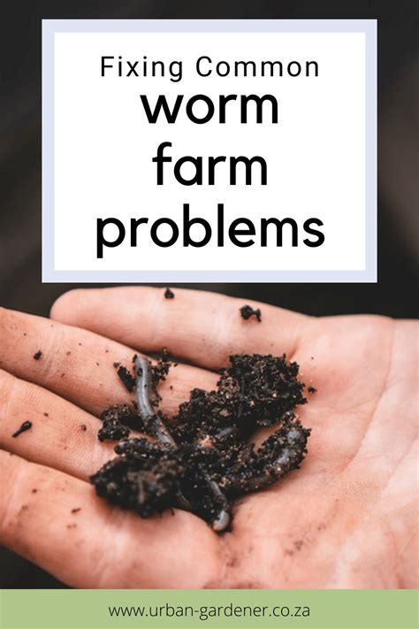 Worm Farm Problems Solved