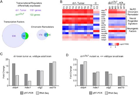 Differential Gene Expression Of Transcriptional Regulators In Rb1 Tumor Download Scientific