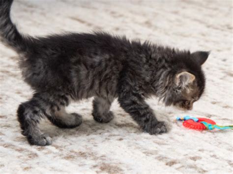Petstages Dental Wheel Chew Cat Toy: $3, Elder Cat and Kitten-Loved